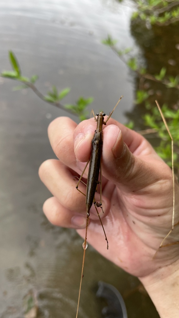 Ranatra chinensis in April 2023 by eggseries · iNaturalist