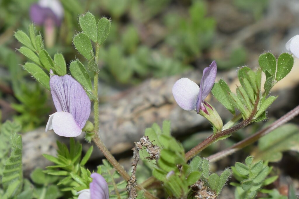 spring vetch from North Aegean Region, Greece on April 22, 2023 at 03: ...