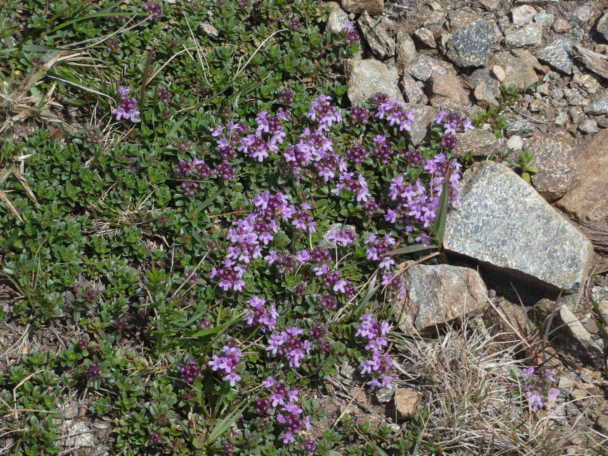 Thymus longicaulis C.Presl