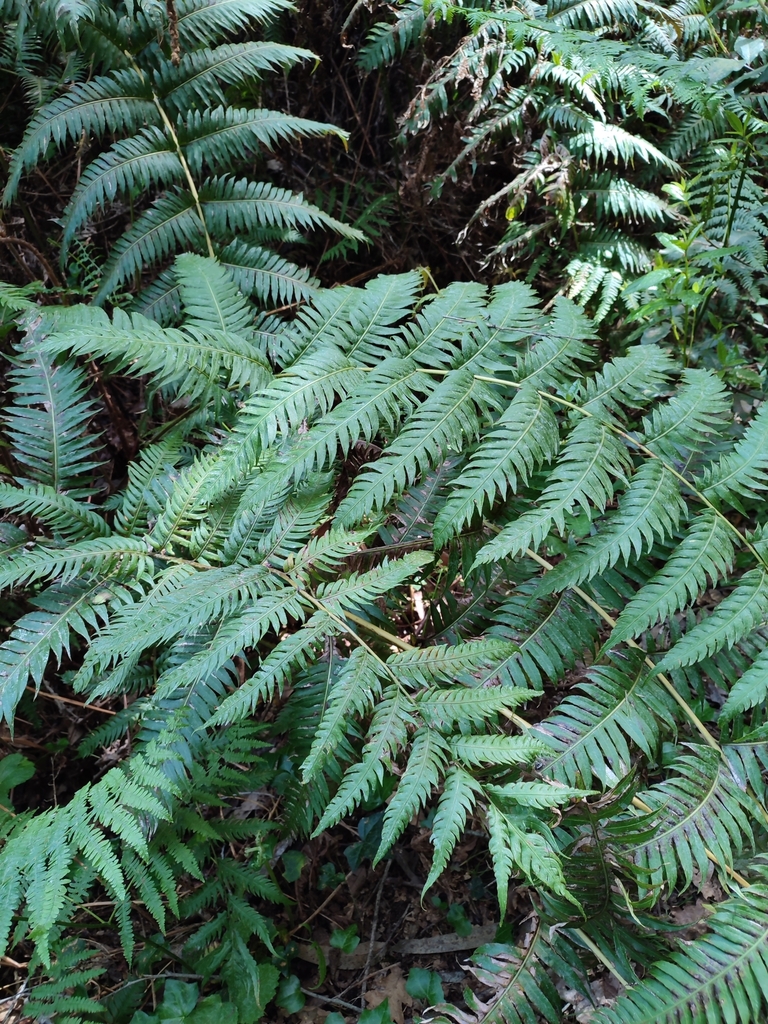 European chain fern in May 2023 by Raquel · iNaturalist