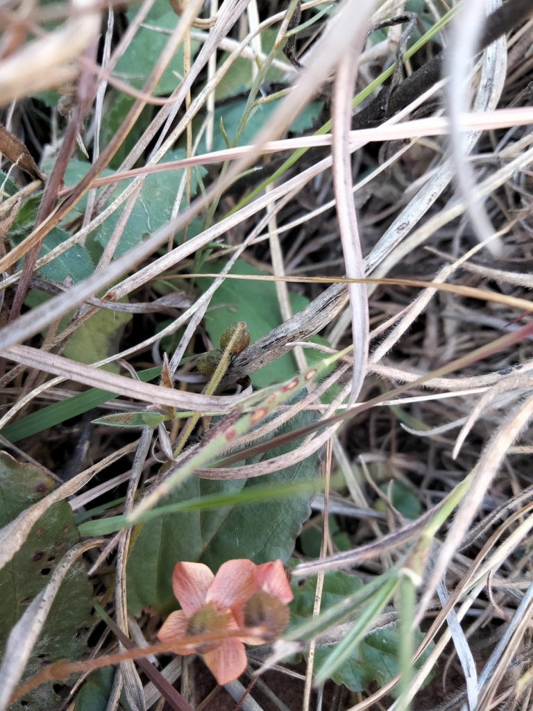 Purpleleaf Dollsrose (Hermannia depressa) - Botanical Realm