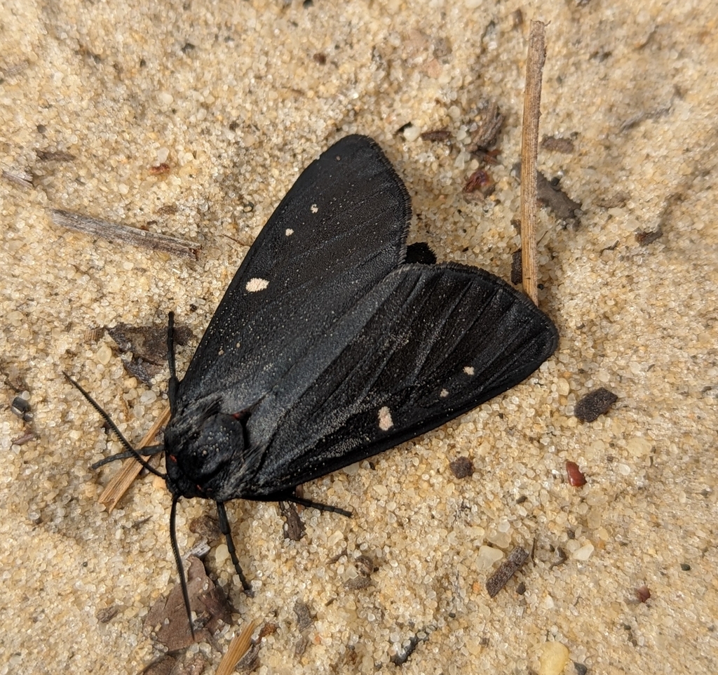 Apantesis placentia from Salt Springs, FL 32134, USA on April 24, 2023 ...