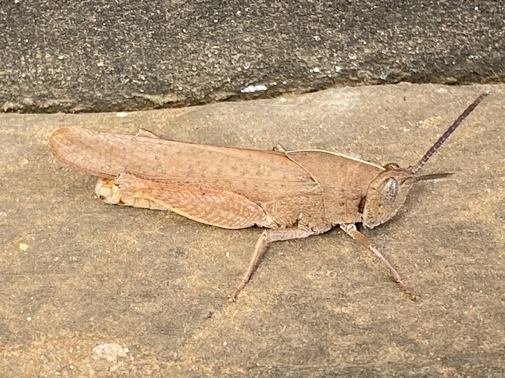 Common Gumleaf Grasshopper from D'Entreacasteaux National Park, Broke ...