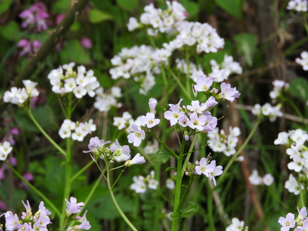 Cardamine raphanifolia acris from Κεντρική Μακεδονία, Ελλάδα on April ...