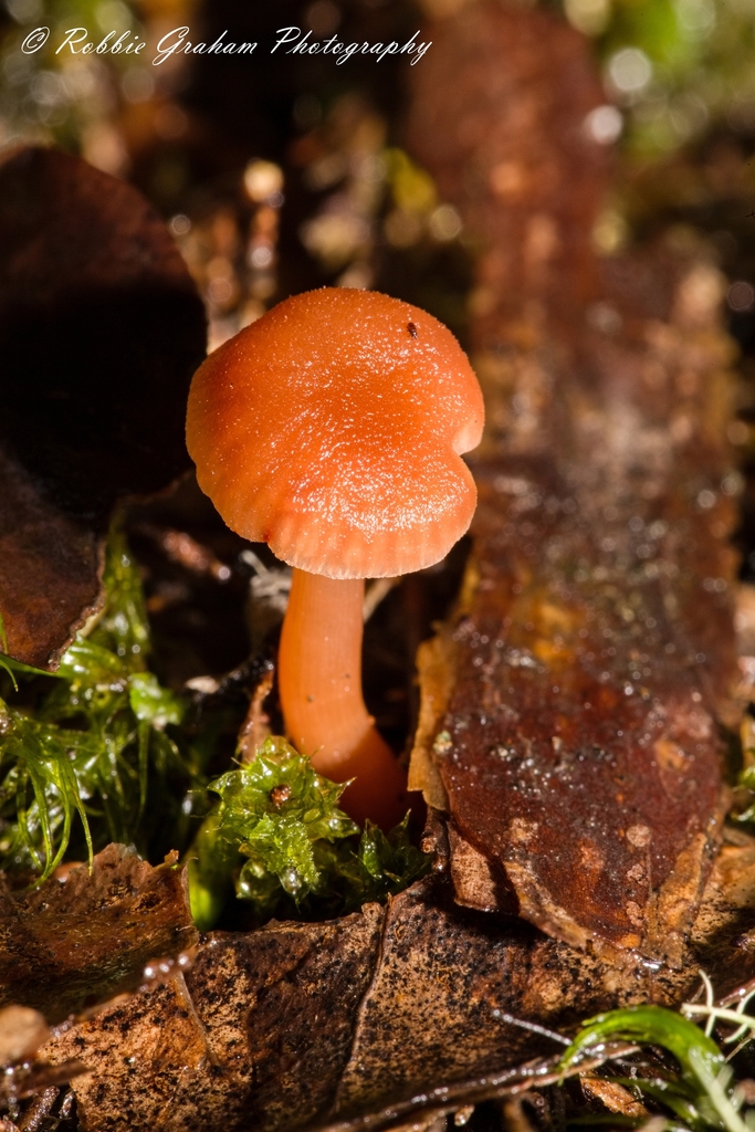 Waxcaps from Hatepe, New Zealand on May 2, 2023 at 05:44 PM by Robbie ...