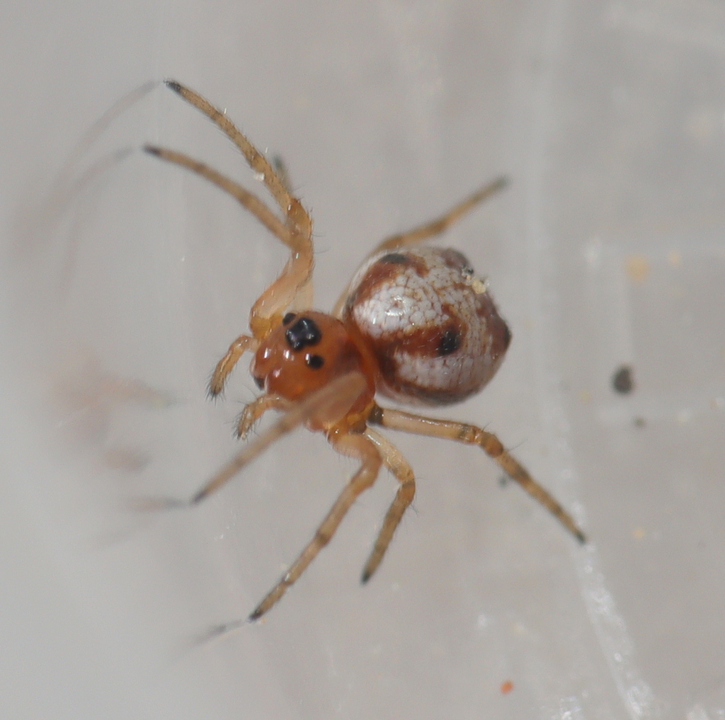 Hypsosinga from Malmesbury, 7300, South Africa on April 30, 2023 at 12: ...