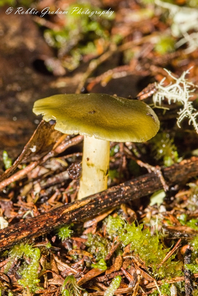 Webcaps from Hatepe, New Zealand on May 02, 2023 at 05:42 PM by Robbie ...