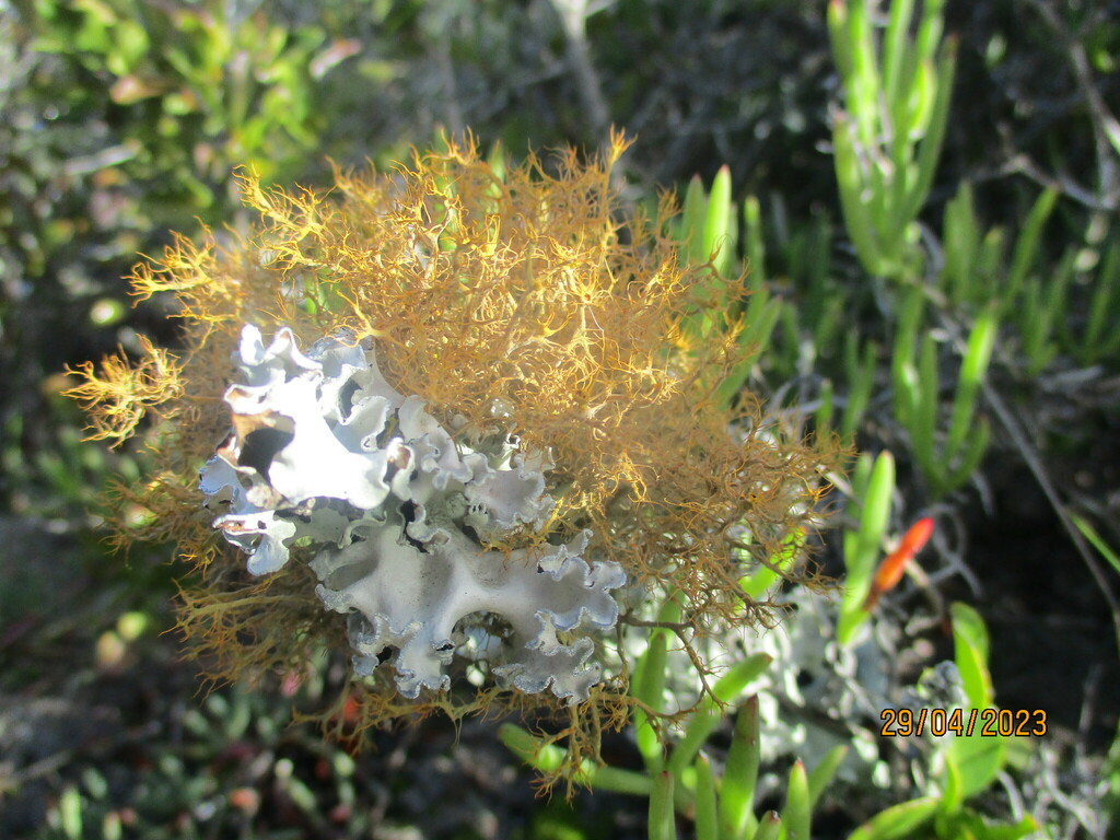 Cape Hair Lichen from Cape Farms, Cape Town, South Africa on April 29 ...