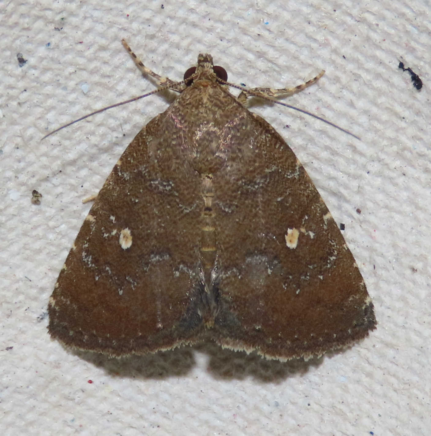 Amyna axis Guenée, 1852