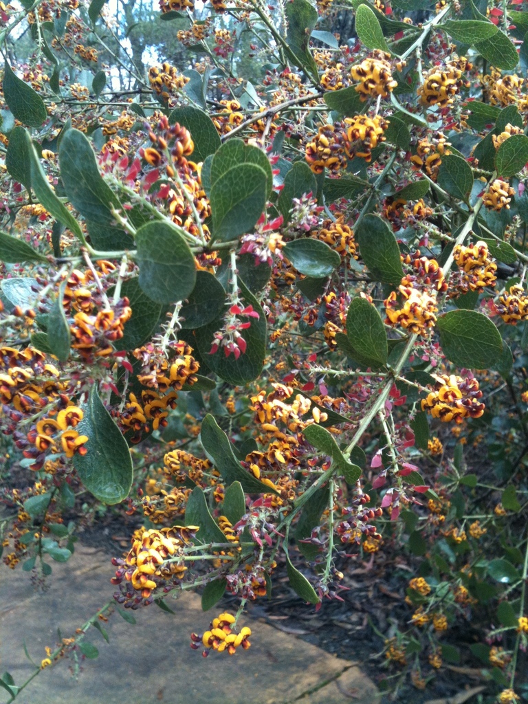 hop bitter-pea from Robertson NSW 2577, Australia on November 7, 2010 ...