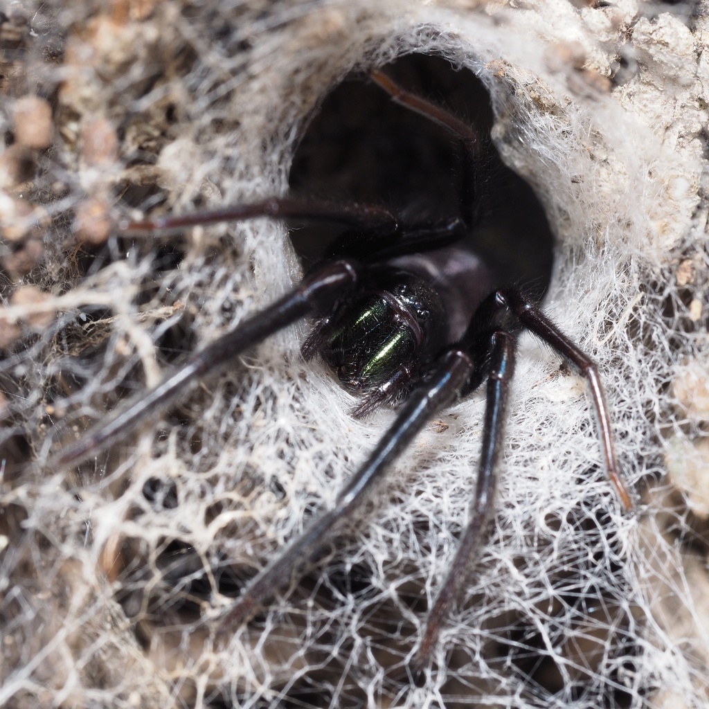 Tube-dwelling Spider from Vlorë County, Albania on July 9, 2018 at 09: ...