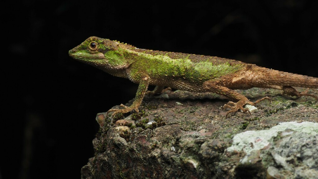 Diploderma in May 2023 by 水牛 · iNaturalist