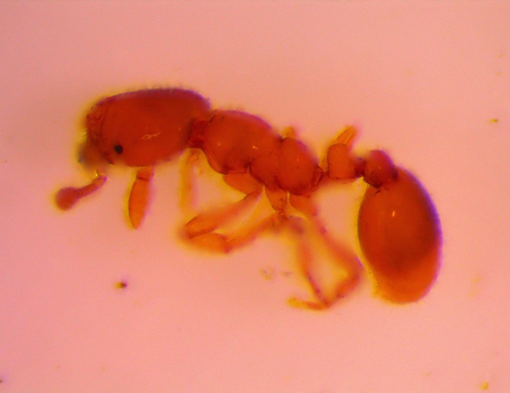 Solenopsis tipuna from 台灣台東縣 on May 1, 2002 by 胡正恆(Jackson Hu ...