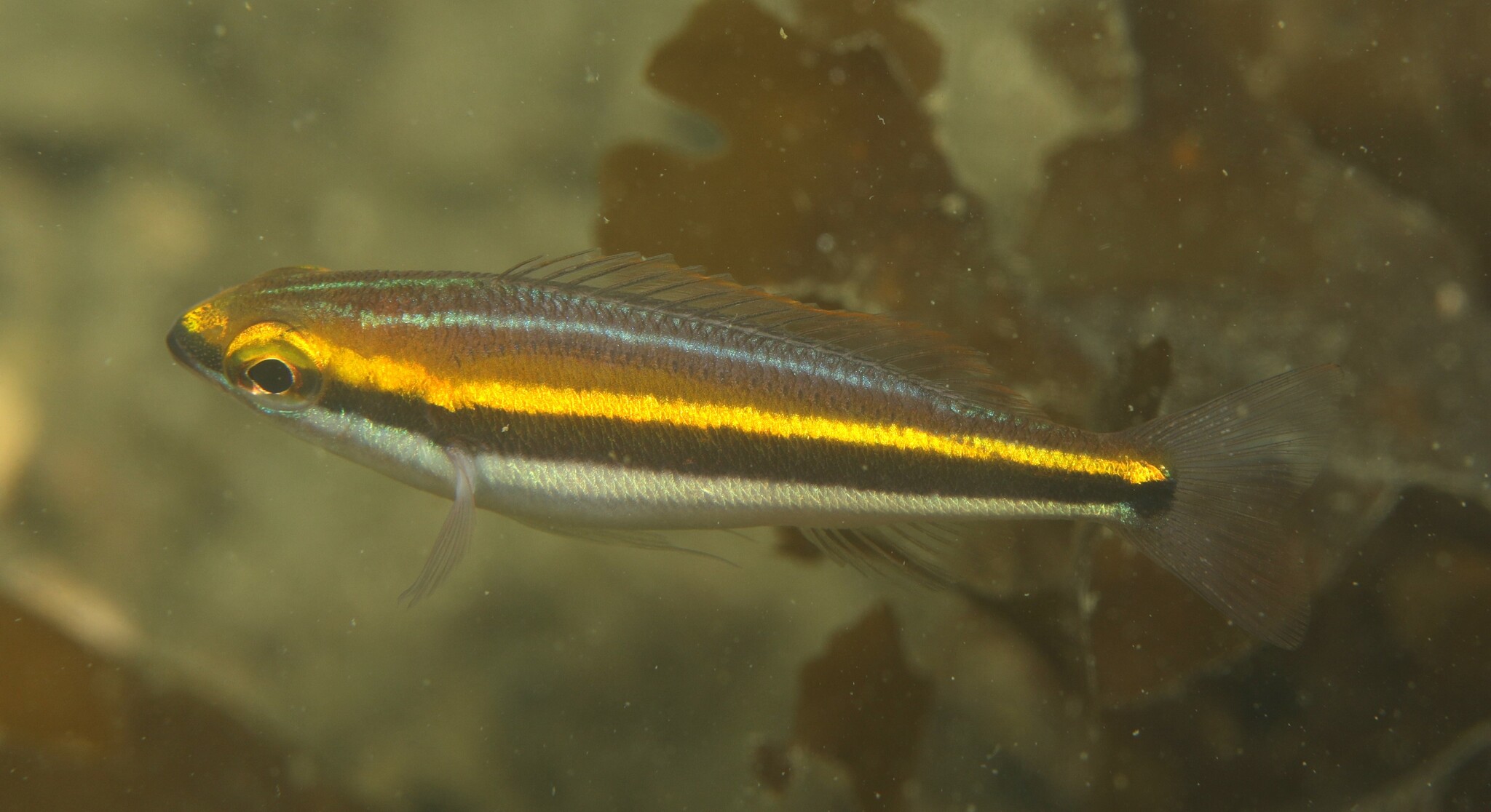 Pentapodus paradiseus (Günther, 1859)