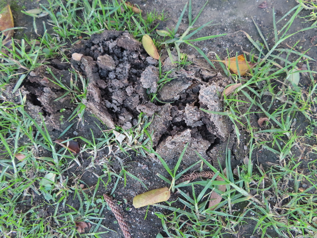 Cape Golden Mole from Somerset West, Cape Town, South Africa on April ...