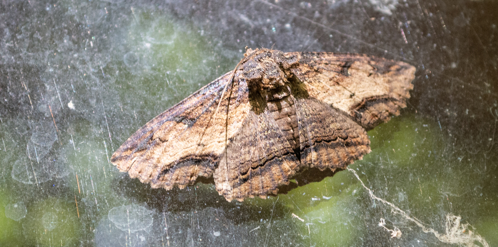 Lunate Zale Moth from Bluebonnet Swamp, Baton Rouge, LA, USA on April ...