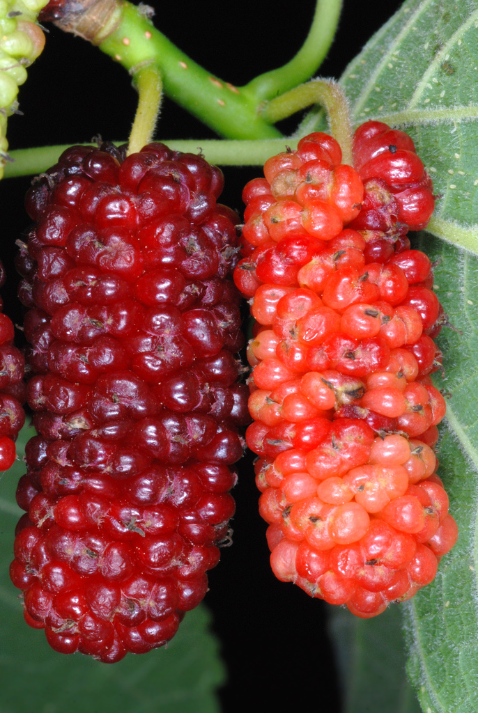 red mulberry (Morus rubra) - Botanical Realm
