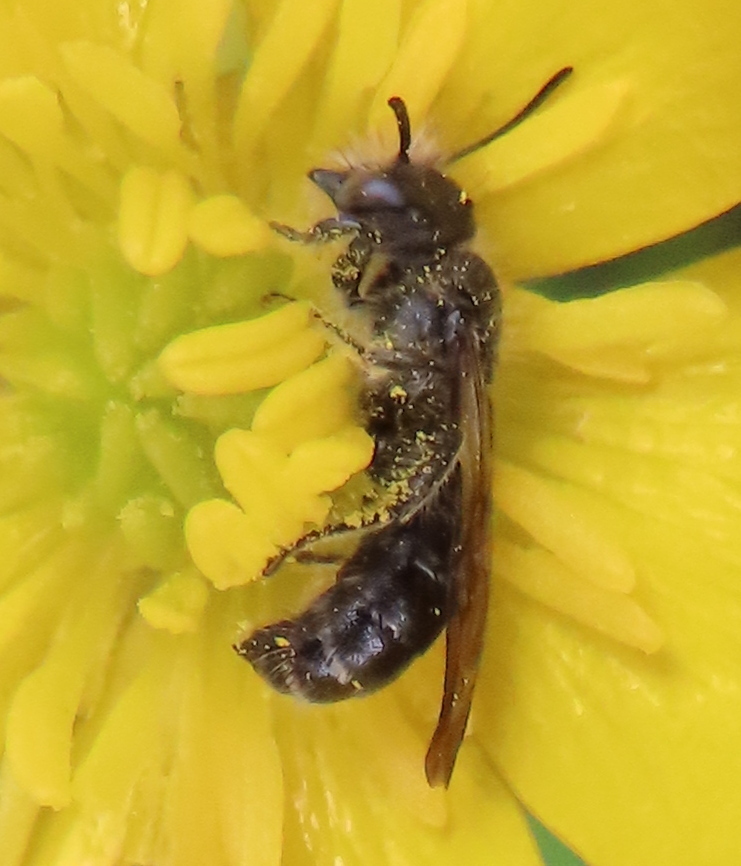 Scissor Bees from Peloponnese Region, Greece on May 02, 2023 at 10:47 ...