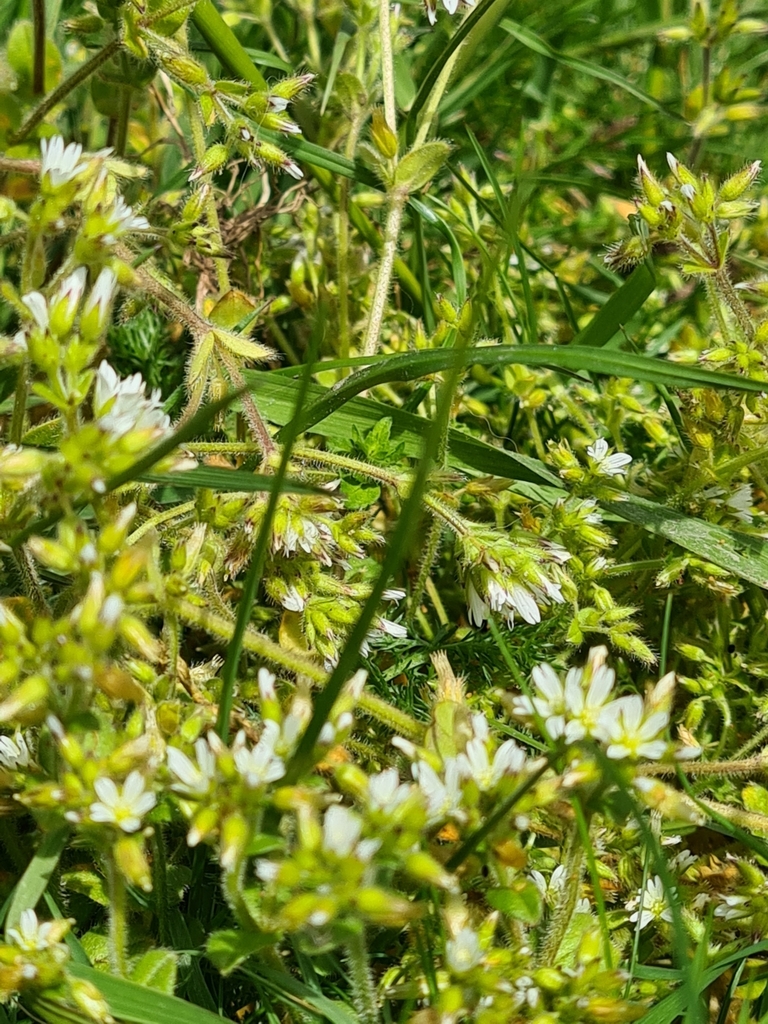 Sticky mouse-ear chickweed from Priory Fields, At rear of Priory School ...