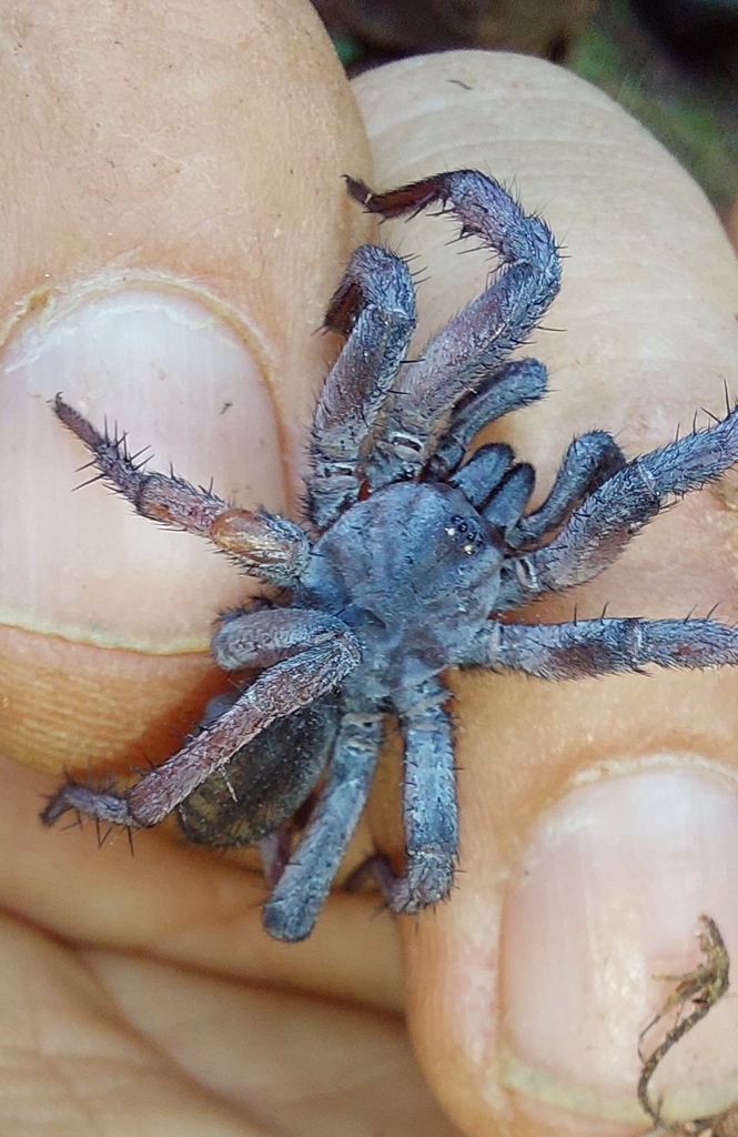 Spiroctenus in April 2023 by Wessel Pretorius · iNaturalist