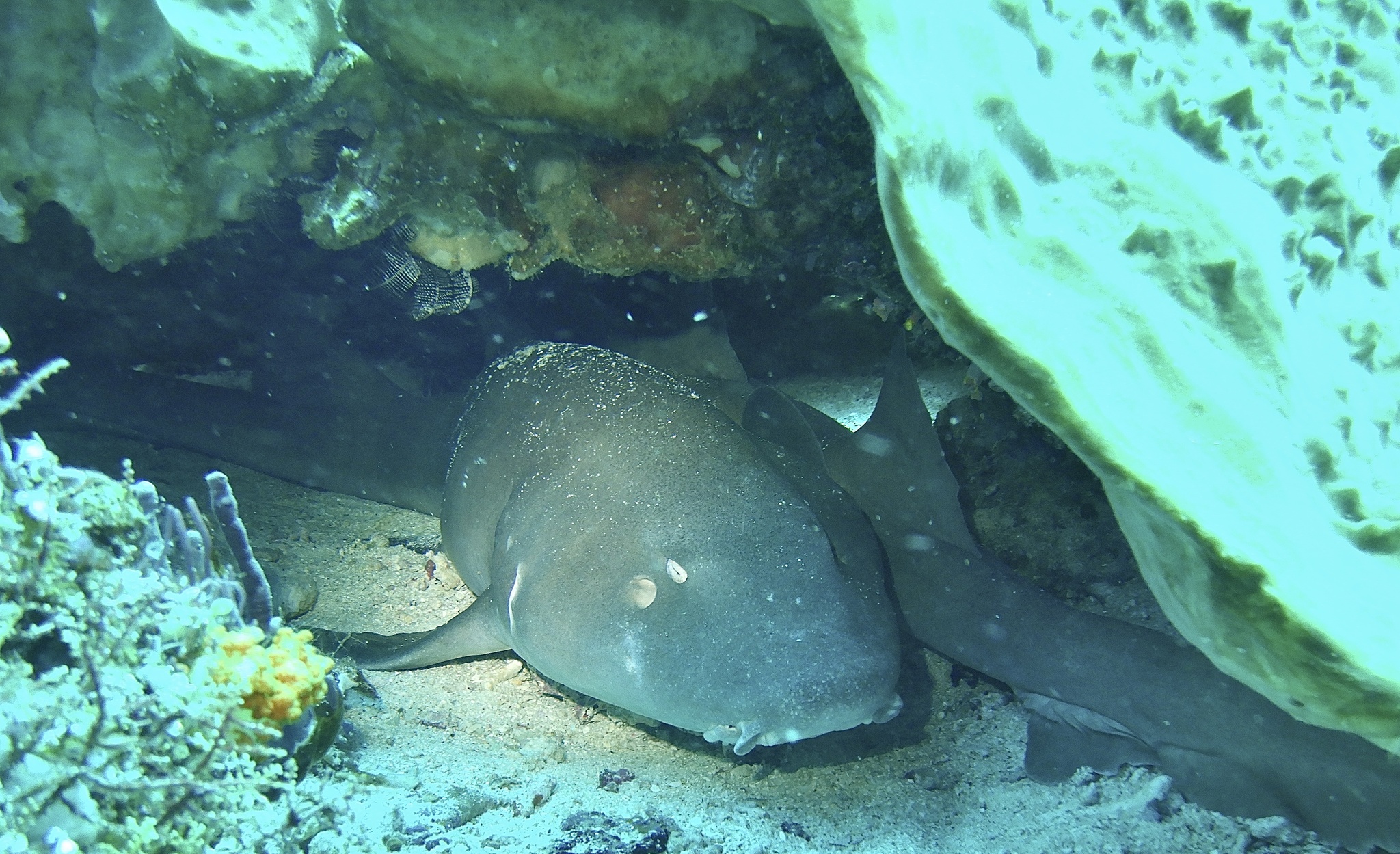 Chiloscyllium punctatum Müller & Henle, 1838