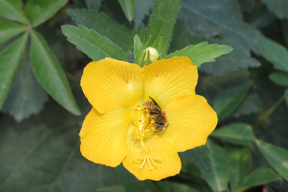 Mallow and Hibiscus Family (Malvaceae) - Botanical Realm