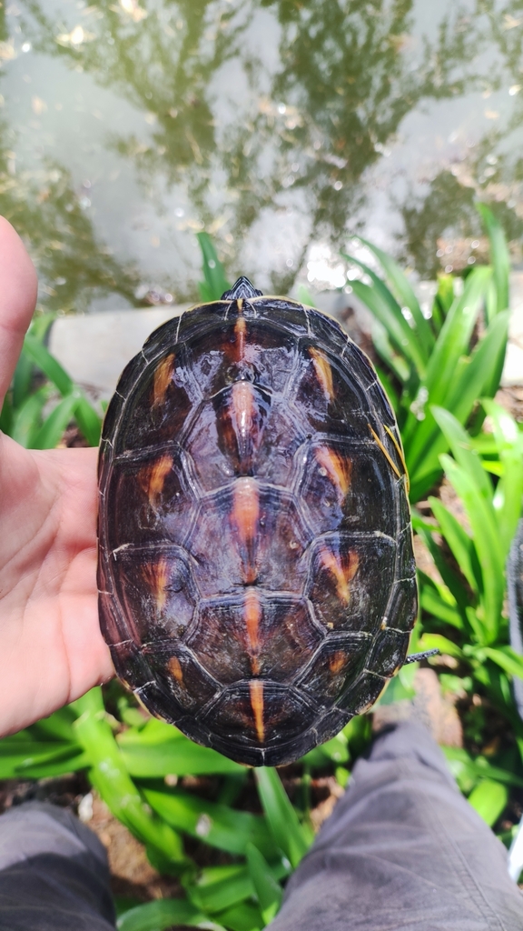 Common thread turtle in May 2023 by Thais Coppen · iNaturalist