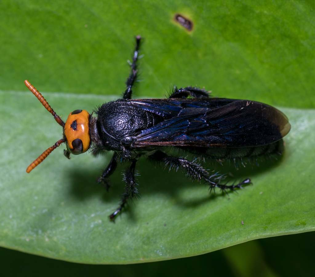 Scolia superciliaris from Wetland Park, Hong Kong on July 8, 2018 at 03 ...