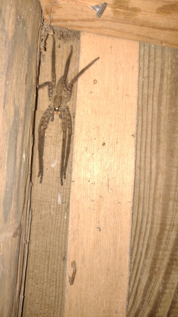 Tiger Bromeliad Spider from Campamento Ecoturistico La Mancha on April ...