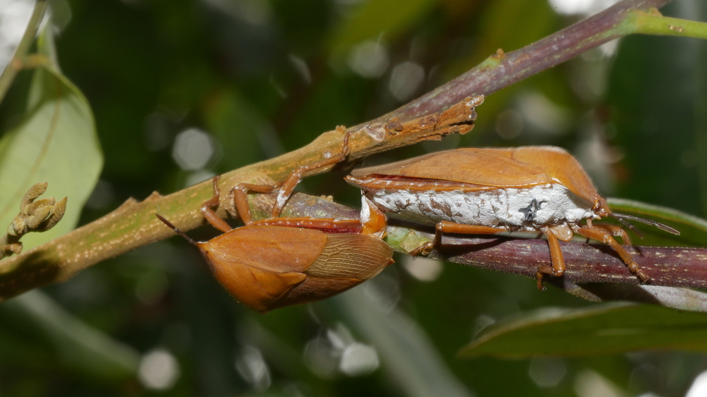 Lychee Stink Bug from 台灣桃園市 on April 28, 2023 at 01:22 PM by meilinglo ...