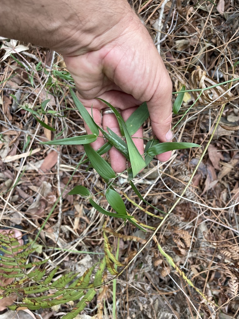 Wombat Berry from Boreen Point Campground, Boreen Point, QLD, AU on ...