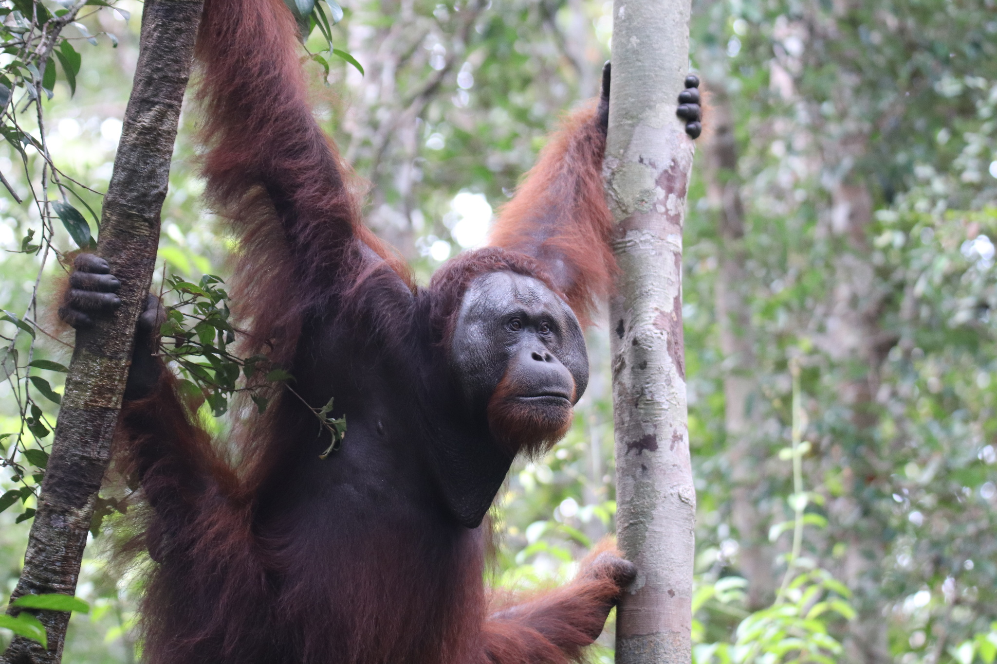 Pongo pygmaeus (Linnaeus, 1760)
