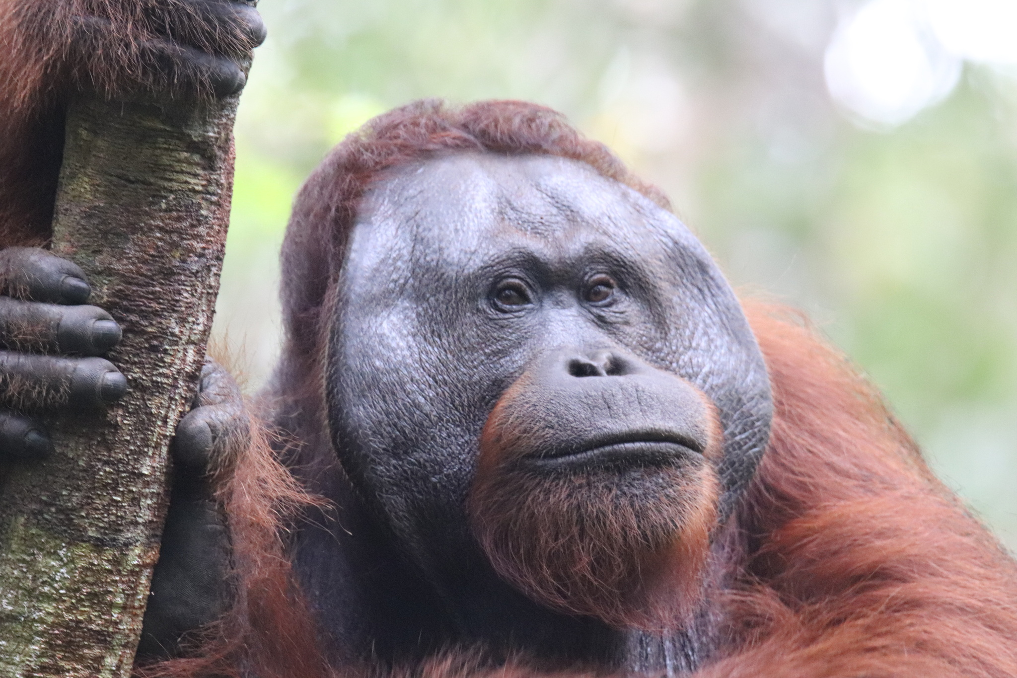 Pongo pygmaeus (Linnaeus, 1760)