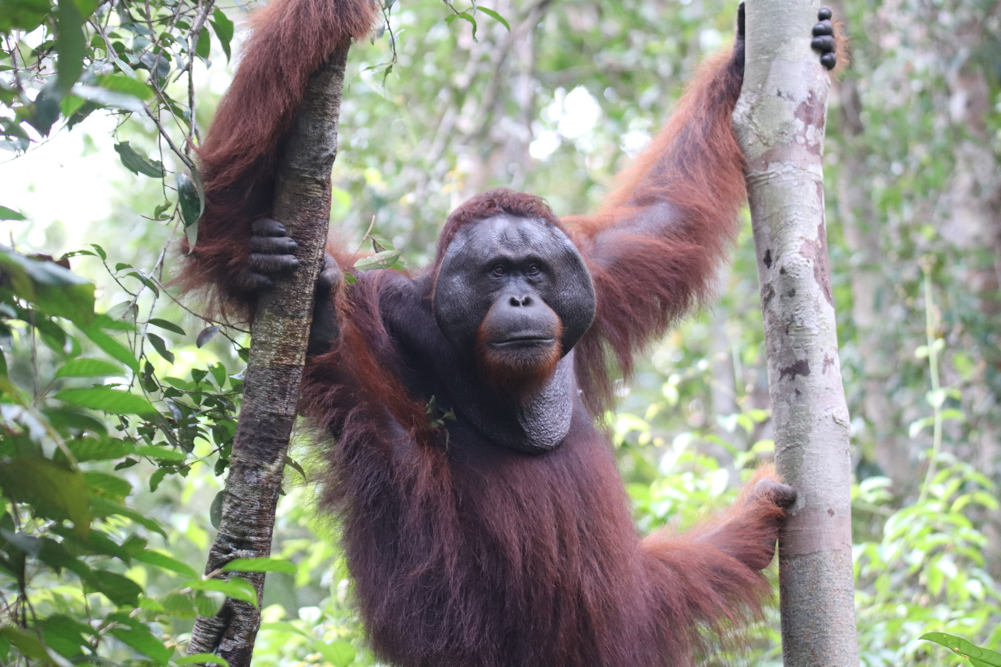 Pongo pygmaeus (Linnaeus, 1760)