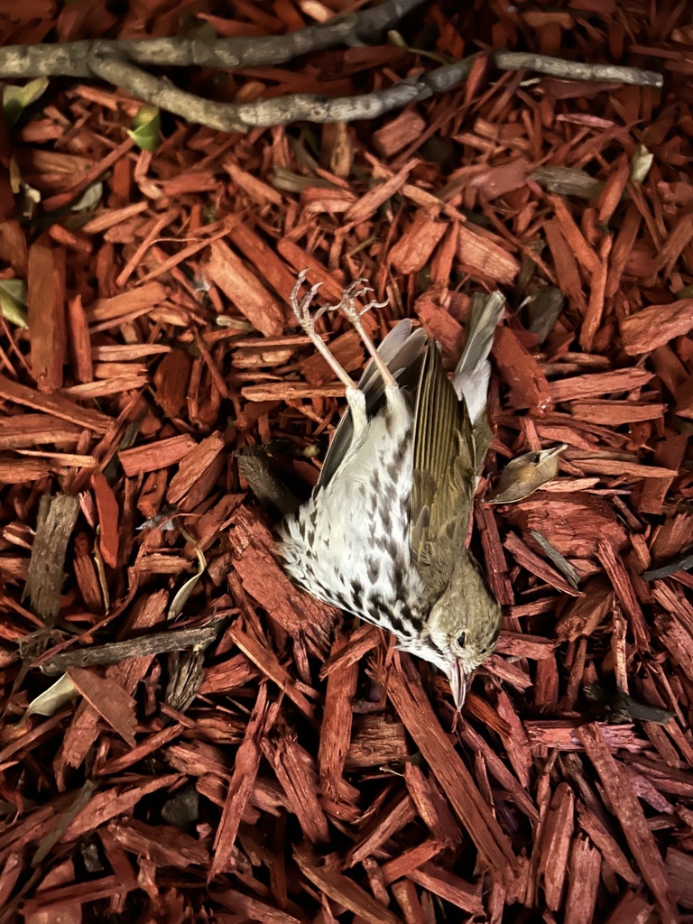 Ovenbird from Commerce St, Fort Worth, TX, US on May 02, 2023 at 06:21 ...