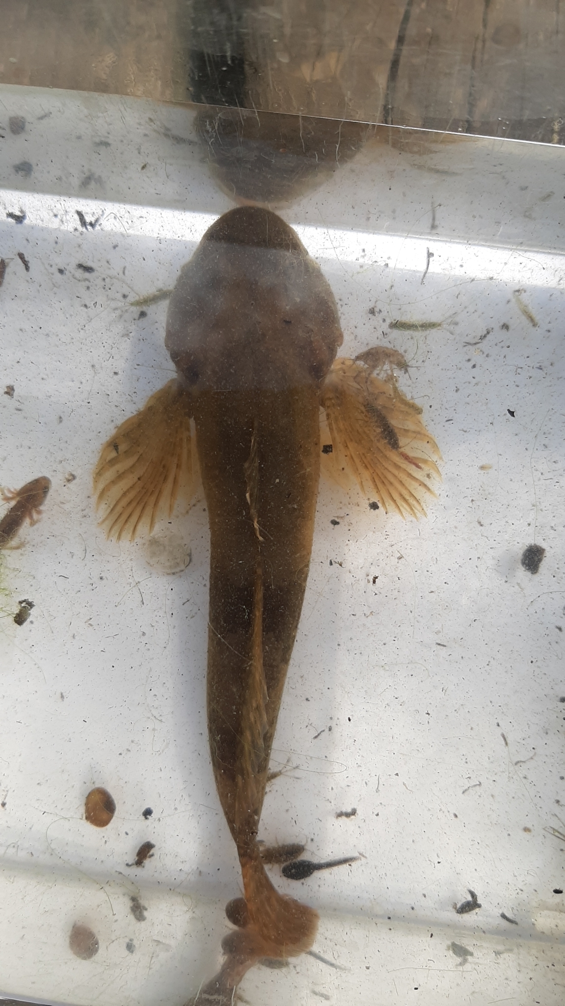 Cottus gobio Linnaeus, 1758