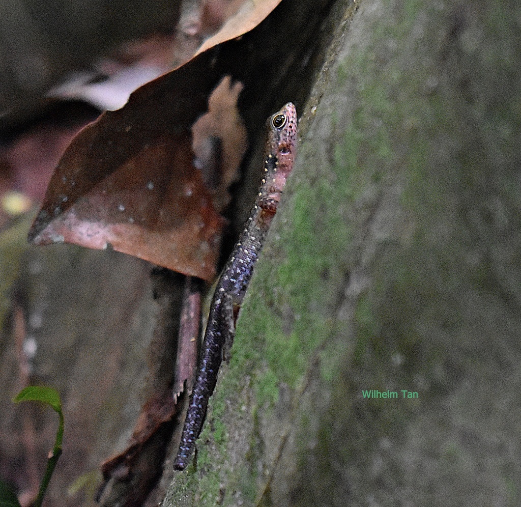 Sphenomorphus variegatus in April 2023 by Wilhelm Joshua Tan · iNaturalist