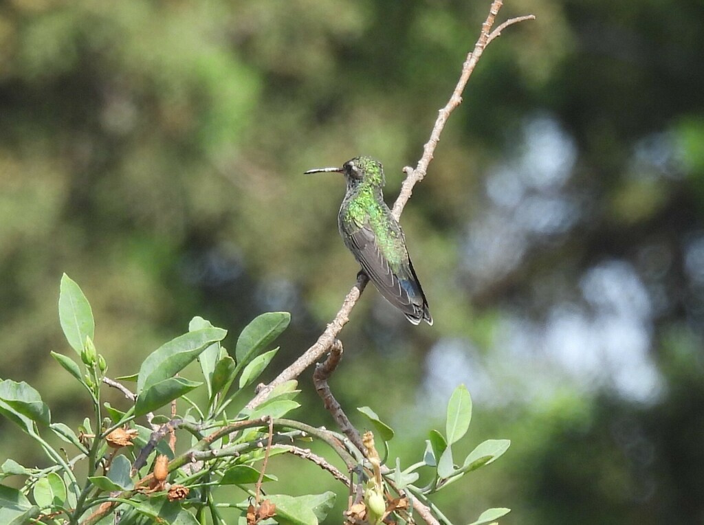 Broad-billed Hummingbird from Zumpango, Méx., México on May 1, 2023 at ...
