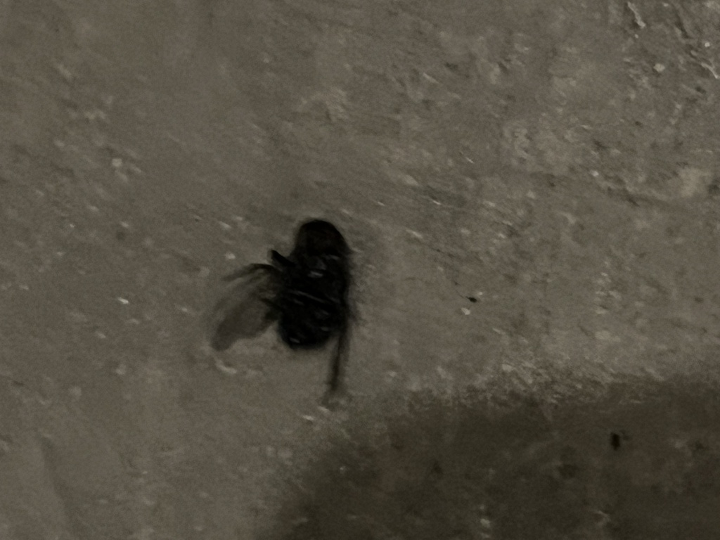 Winged and Once-winged Insects from N Fourth St, St. Louis, MO, US on ...
