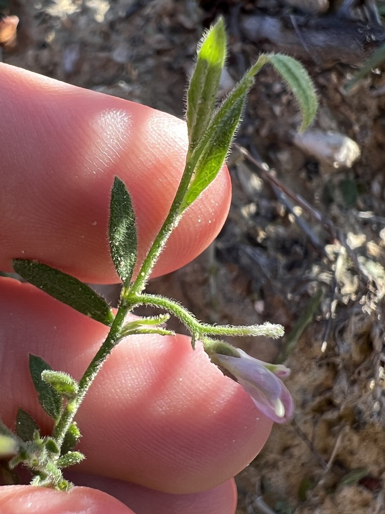 Lindheimer's Milkwort from Roma, TX, US on April 30, 2023 at 08:19 AM ...