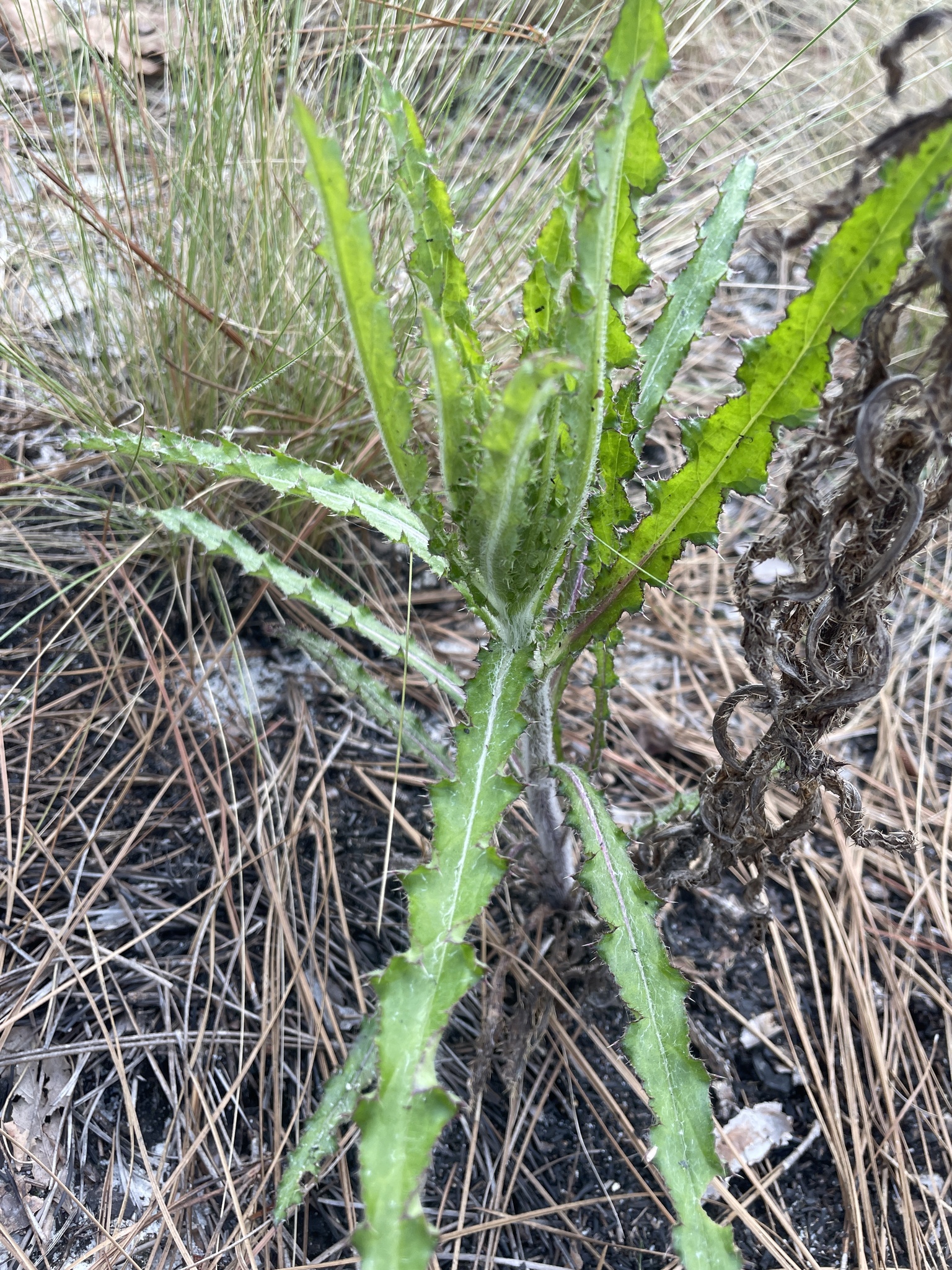 Cirsium repandum Michx.