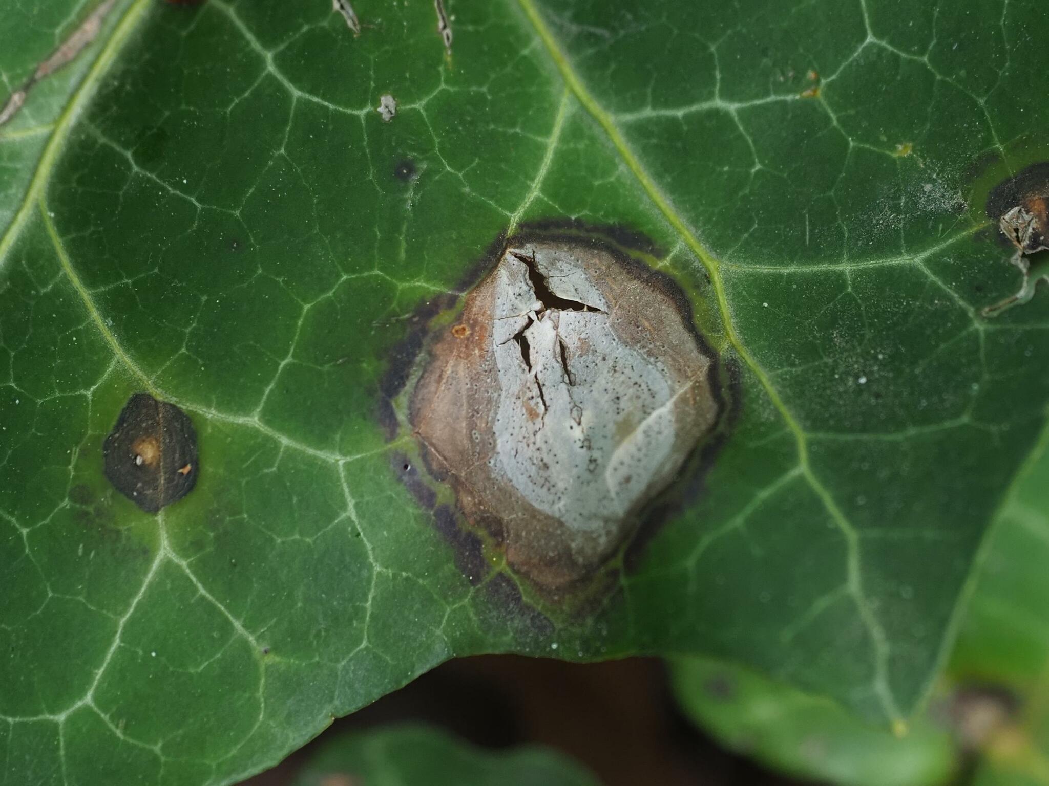 Didymellaceae