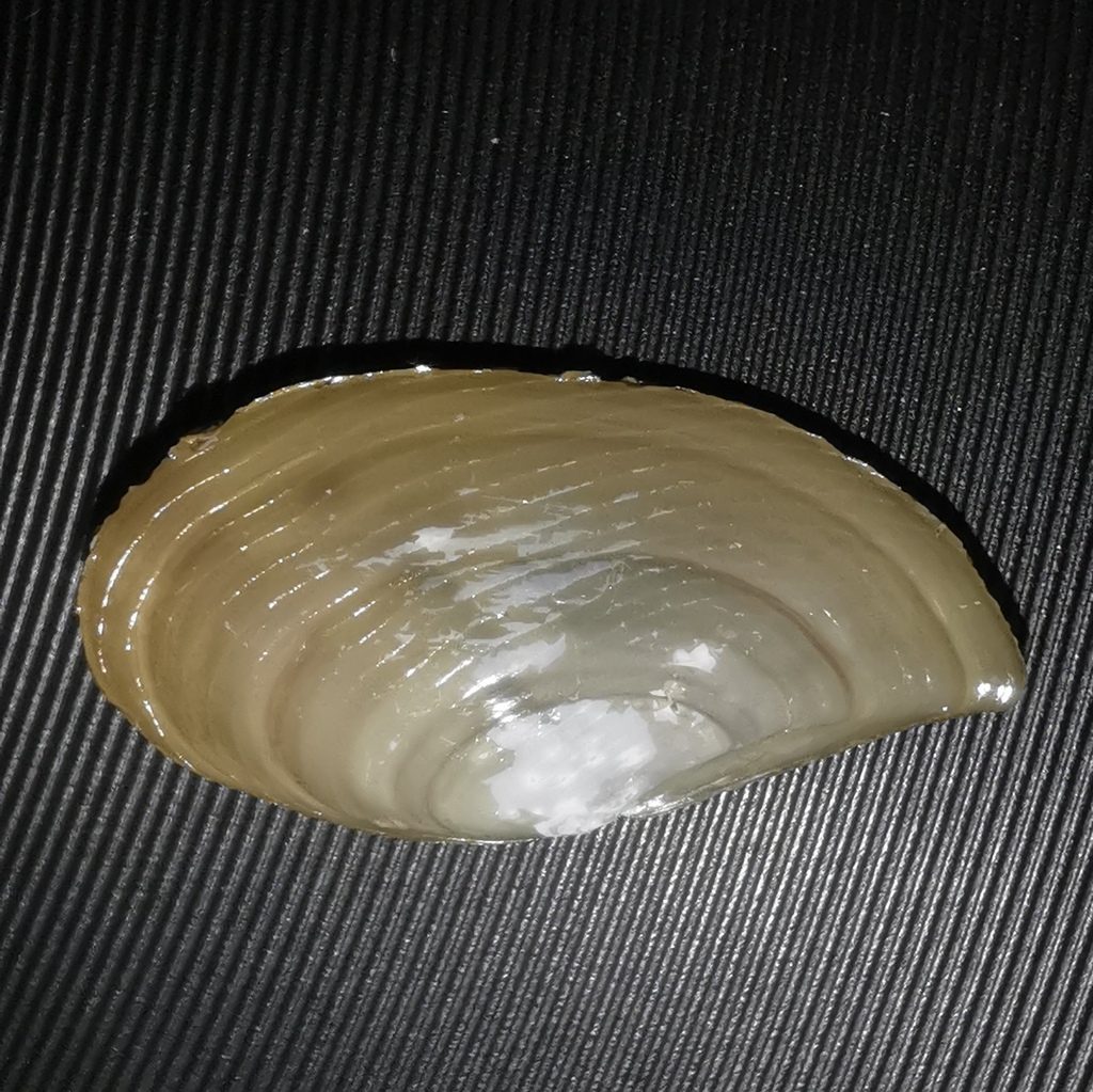 Yoldia notabilis from 中国山东省威海市荣成市 on April 29, 2023 at 09:16 PM by ...