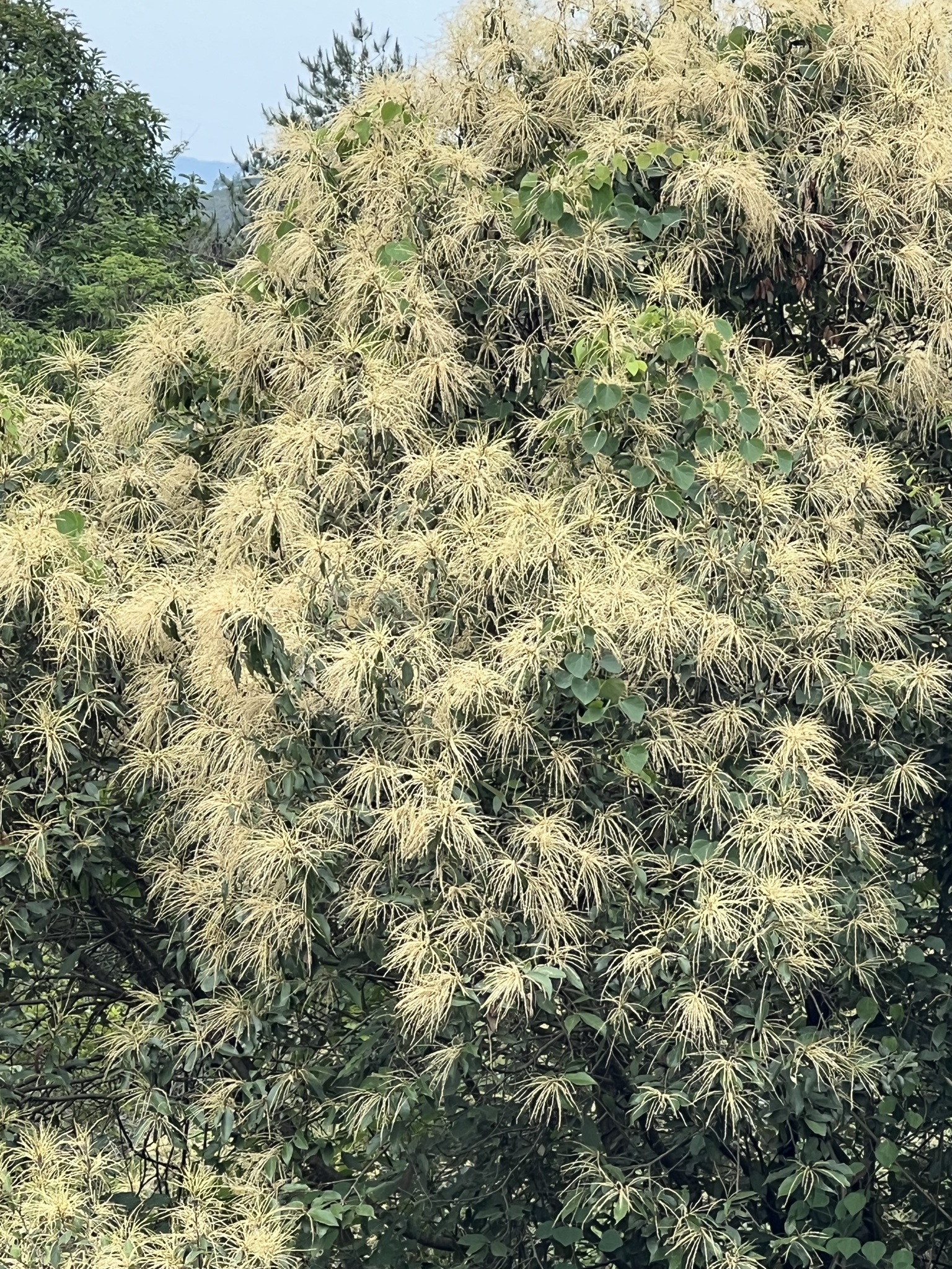 Castanopsis fissa (Champ. ex Benth.) Rehder & E.H.Wilson