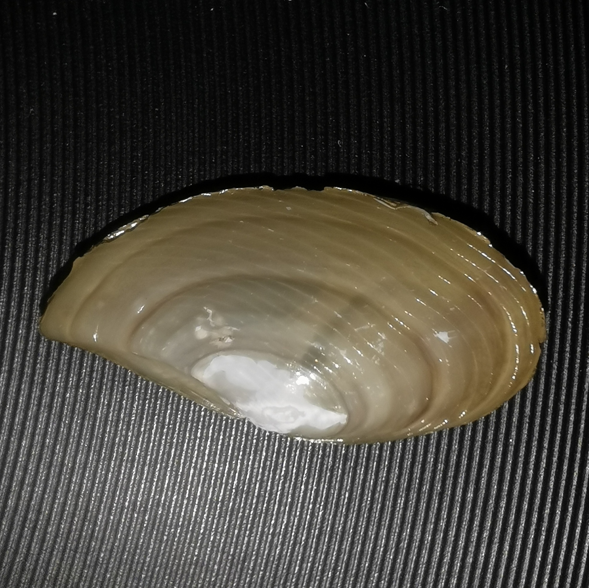 Yoldia Møller, 1842