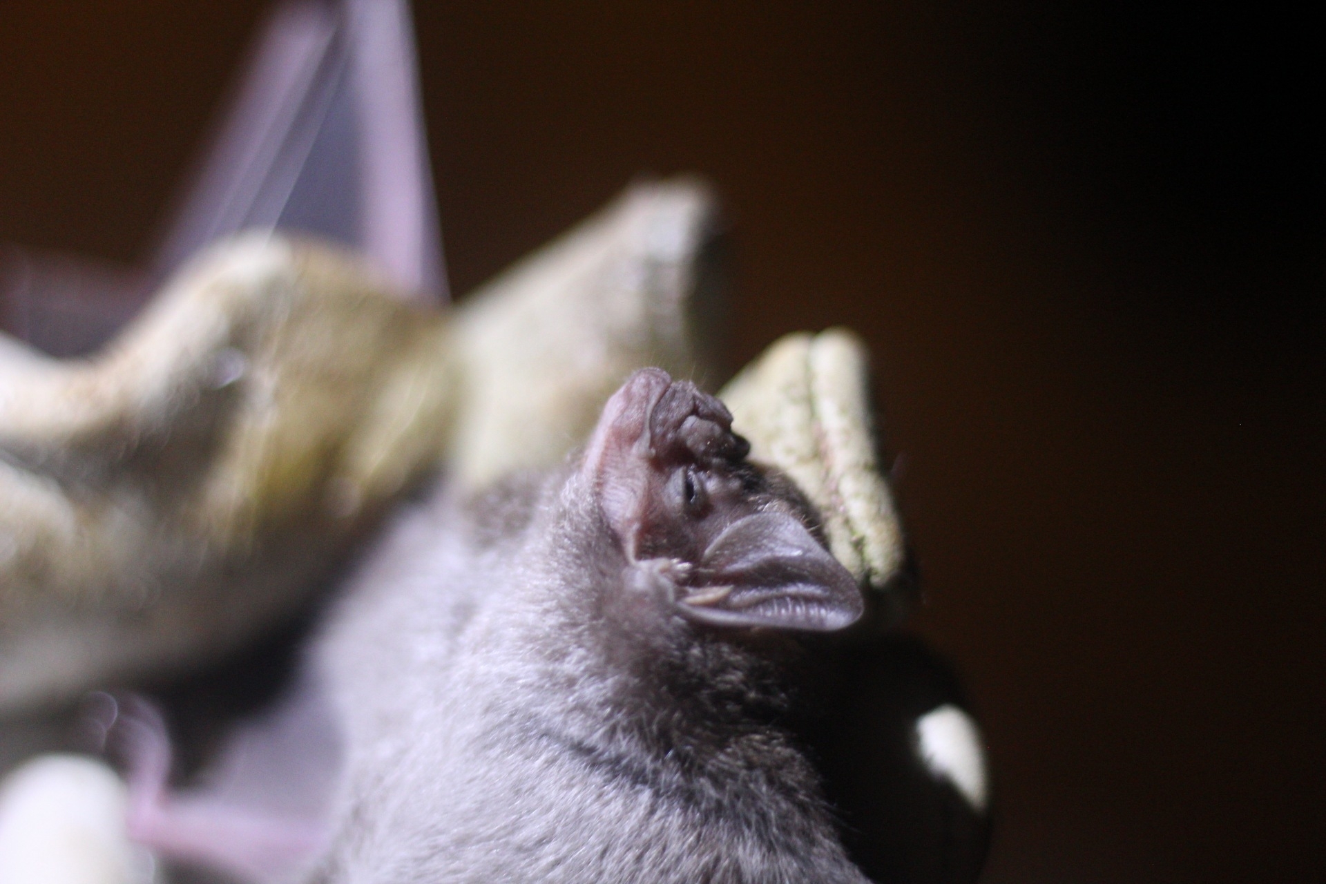 Desmodus rotundus (E.Geoffroy, 1810)