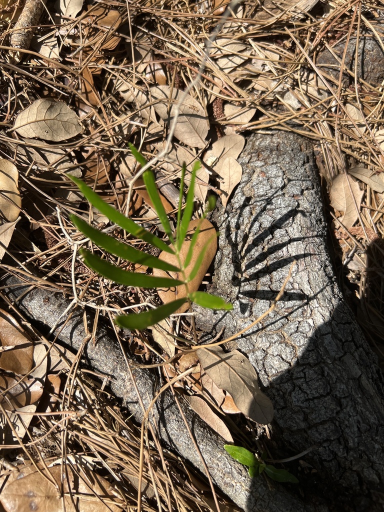 Coontie from SW 122nd Ave, Miami, FL, US on May 2, 2023 at 10:13 AM by ...