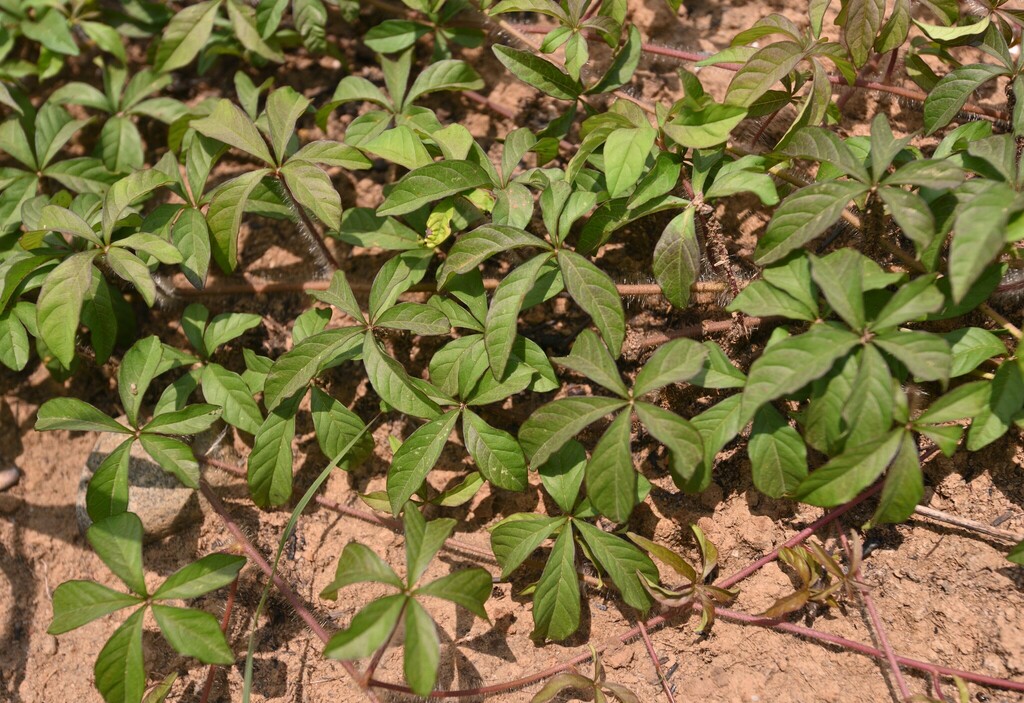Distimake quinatus in May 2023 by 張智翔 · iNaturalist
