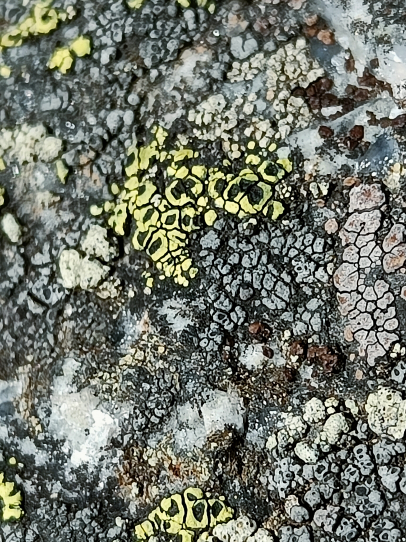 Rhizocarpon lecanorinum Anders