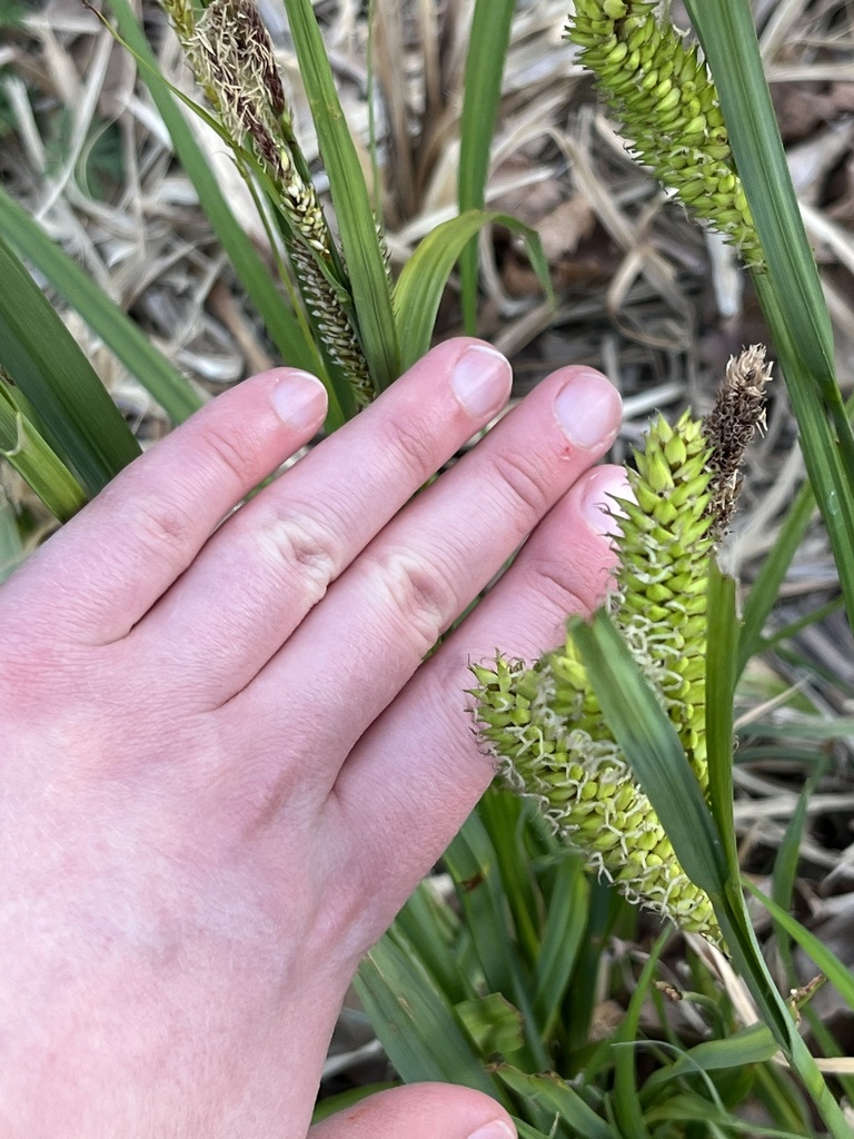Shoreline Sedge from Gateway Arch National Park, St. Louis, MO, US on ...